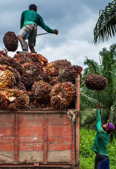 Tren Harga TBS Sawit di Batanghari Alami Kenaikan Bertahap Selama November 2024 | Suaro Asli ...